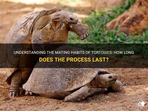 Understanding The Mating Habits Of Tortoises How Long Does The Process