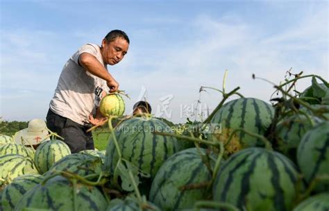 湖南道县采收西瓜 人民图片网