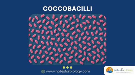 Coccobacilli Characteristics And Common Examples