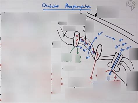 Diagram Of Oxidative Phosphorylation Quizlet