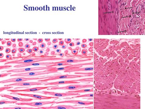 Ppt Muscle Tissue Powerpoint Presentation Free Download Id9365068