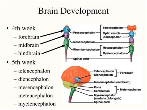 Ppt The Central Nervous System Powerpoint Presentation Free Download