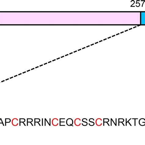 Diagrammatic Presentation Of The Human Cxxc5 Protein The Sequence Of