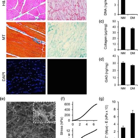 Schematic Illustration Of The Decellularization Process Scaffold Download Scientific Diagram
