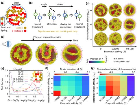 Microphase Separation Of Eu And Heterochromatic Regions Due To Download Scientific Diagram