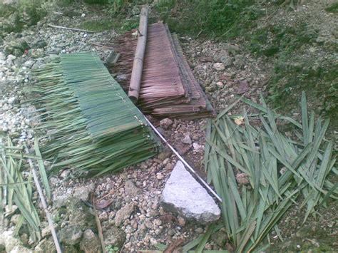 Adventures In Sustainability Grow Your Own Roof How To Make Nipa Roofing