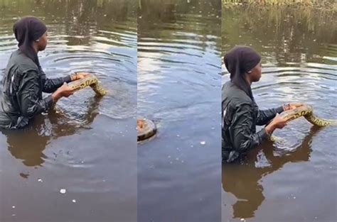Woman Playing With Python In The River [video]