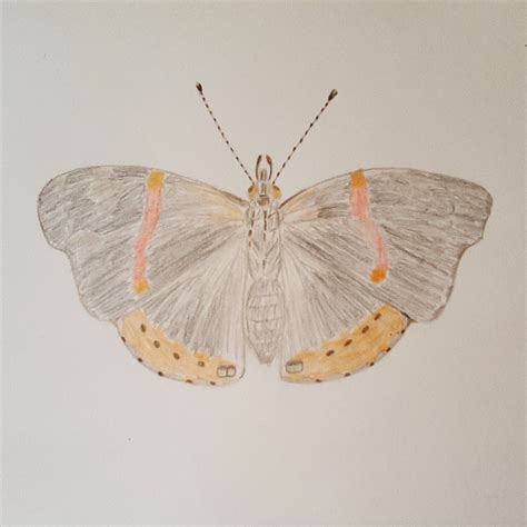 Иллюстрация Бабочка в стиле академический рисунок графика