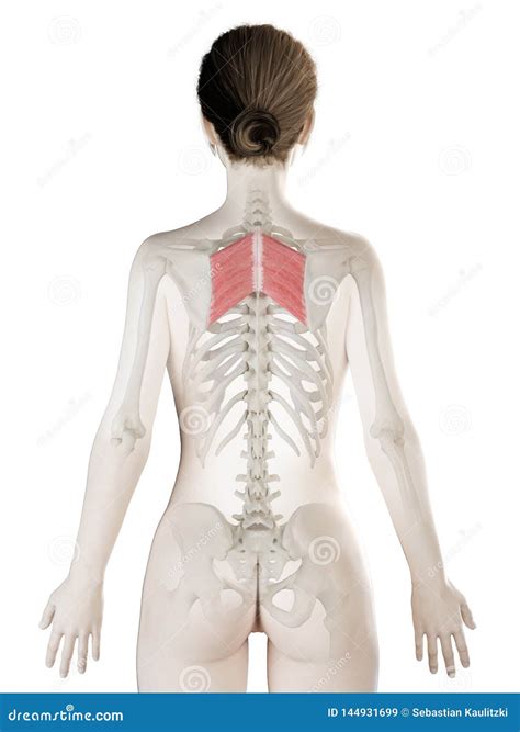 A Womans Rhomboid Major Stock Illustration Illustration Of Anatomy 144931699