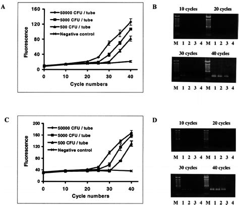 Oligonucleotide Primer And Probe Sets Used For Ampli Fi Ca Tion Of Hly Download Scientific