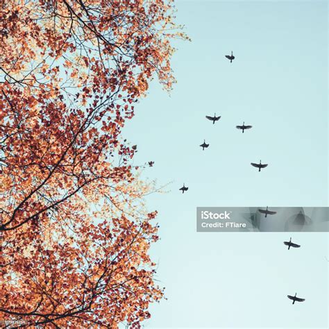 자작 나무와 가을 숲을 통해 V의 모양으로 비행 철새 파스텔 색상의 효과와 하늘과 구름 인스타그램 사이즈 오리 물새에 대한 스톡 사진 및 기타 이미지 Istock