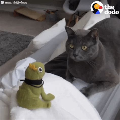 Cat Frog  By The Dodo