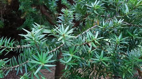 Podocarpus Laetus Trees And Shrubs Online