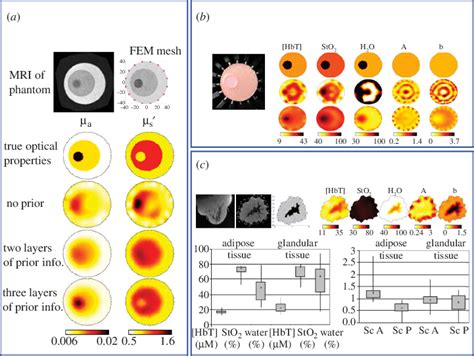 A Spatial Prior Inclusion Can Improve Quantitative Recovery As Shown Download Scientific