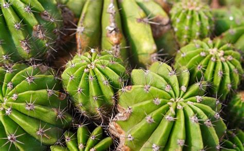 Cuctus Desert Plant Different Shape Green Cuctus Texture Background