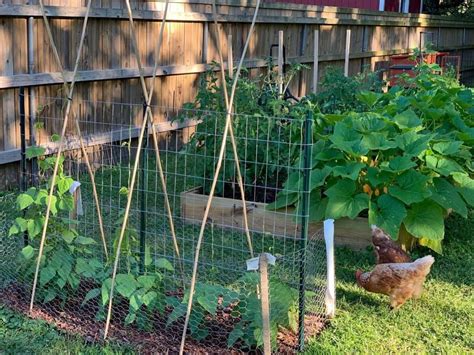 18 Ingenious DIY Trellis Ideas To Beautify Your Garden