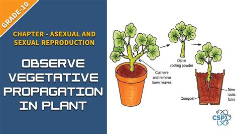 Asexual Reproduction In Plants Cutting