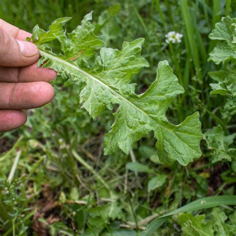 Wild Mustard Leaf