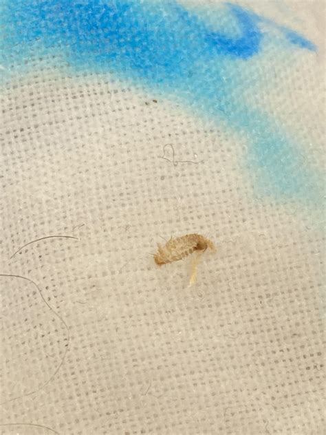 Found This Bug Shell Looking Thing In My Nightstand Today Can Anyone Id If Its Evidence Of