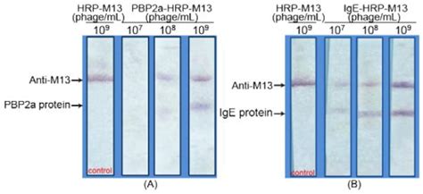 Aptamer Phage Reporters For Ultrasensitive Lateral Flow Assays