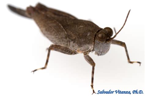 Orthoptera Tetrigidae Paratettix Aztecus Aztec Pygmy Grasshopper C