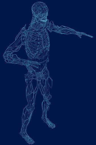 인간의 골격과 장기 와이어프레임 벡터 일러스트 레이 션 간 내부 기관에 대한 스톡 벡터 아트 및 기타 이미지 간 내부 기관 갈비 음식 건강한 생활방식 Istock