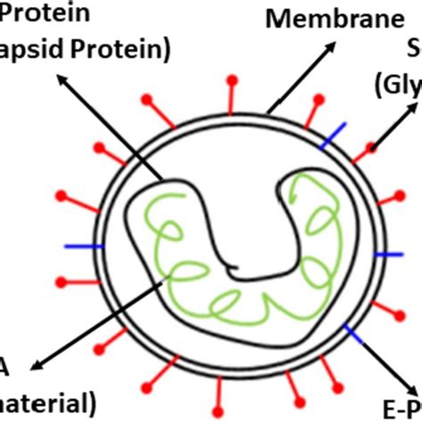 Transfer Characteristics Of Vertical Tfet Based Label Free Biosensor Download Scientific