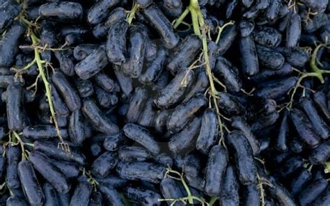 블랙사파이어 포도  인스티즈 Instiz 이슈 카테고리