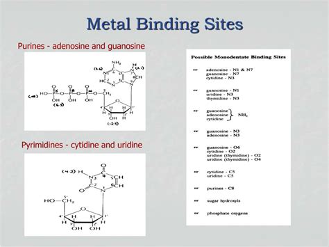 Ppt Metal Ion Binding To Nucleic Acids Powerpoint Presentation Free Download Id 4751393