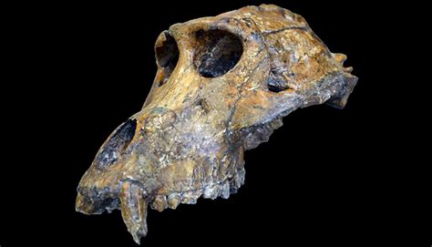 Extinct Monkey Teeth Help Zero In On Age Of Human Fossils Futurity