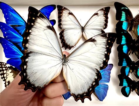 Morphidae Morpho Theseus Juturna Mounted Insects For Your Art Projects Or Entomology