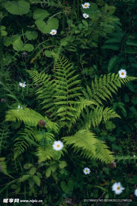 蕨类植物摄影图 树木树叶 生物世界 摄影图库 昵图网