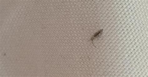 What Is This Translucent Bug Found In Bed Doesnt Look Like Bedbug R Whatsthisbug