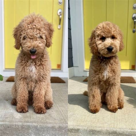 Goldendoodle Haircuts 2023 11 Popular Styles For Your Doodle Pets