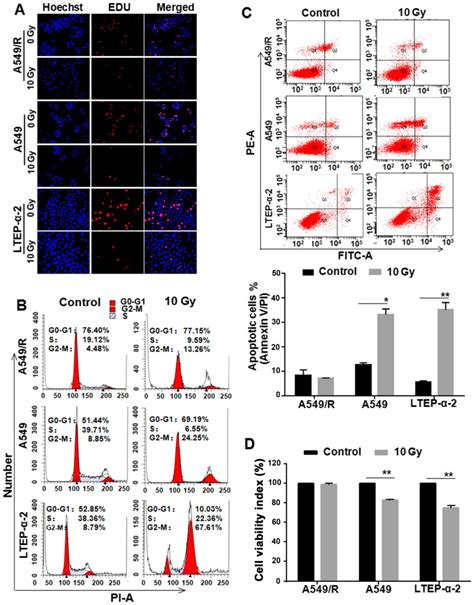Knockdown Of C‑myc Activates Fas Mediated Apoptosis And Sensitizes A549