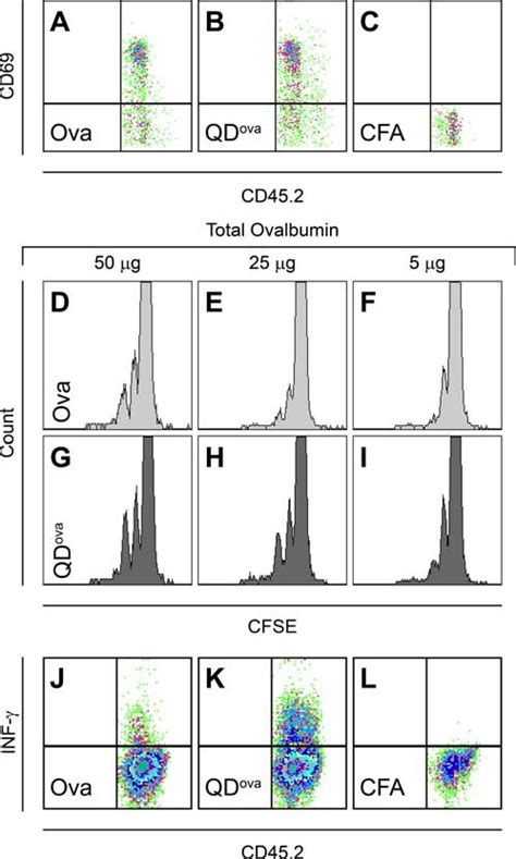 Activation Of Ot Ii T Cells In Vivo By Dcs Pulsed With Qd Ova A B