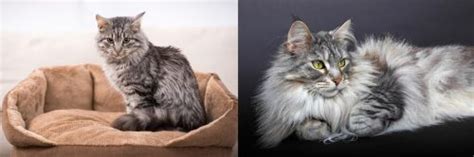 Domestic Mediumhair Vs Domestic Longhaired Cat Breed Comparison