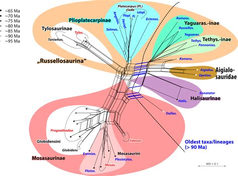 The Genealogical World Of Phylogenetic Networks Networks Not Trees Identify Weak Spots In