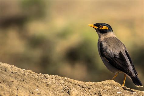 Jamal Ud Din Insearch Pk