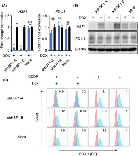 Cell Surface Pd‐l1 Downregulation In The Doxycycline Dox ‐inducible Download Scientific
