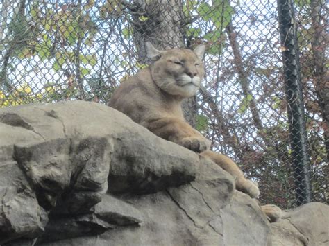 Pumcougermountainlion By Silvanman On Deviantart