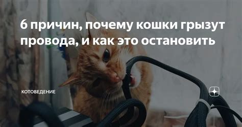 6 причин, почему кошки грызут провода, и как это остановить ...