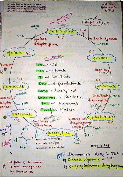 Kreb S Cycle Notes PDF Best Handwritten Notes For MBBS NEET And Competition Shop