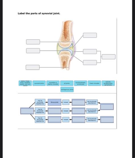 Name The Type Of Joint Name The Type Of Joint Chegg Com