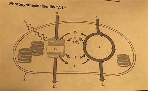 Biology 1st Semester Final Part 2 Diagram Quizlet