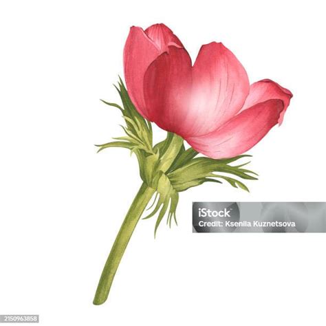 빨간 말미잘 새싹의 수채화 식물 그림입니다 필드 양귀비 봄 배너 카드 꽃집의 디자인을 위한 꽃 고립된 흰색 배경 개화기에 대한 스톡 벡터 아트 및 기타 이미지 Istock