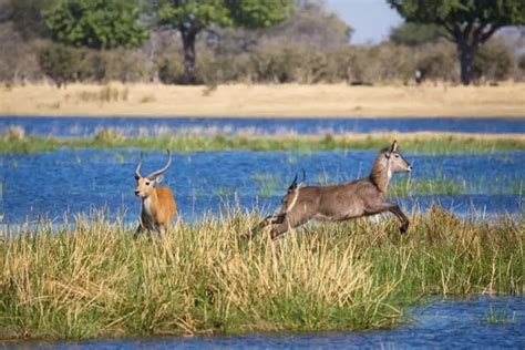 African Waterbuck Fun And Interesting Antelope Facts