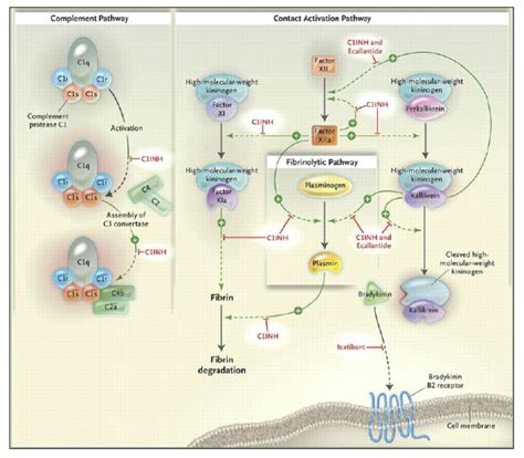 Hereditary Angioedema Hae Attacks Involve The Activation Of The Download Scientific Diagram
