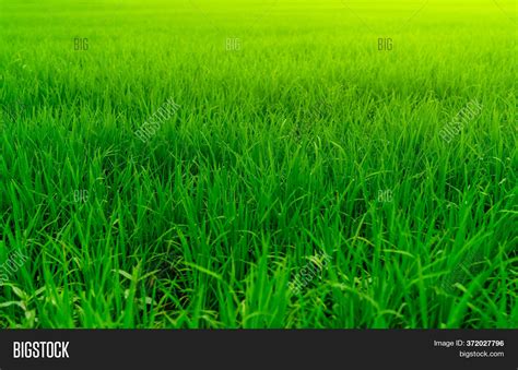 Rice Plantation Green Image And Photo Free Trial Bigstock