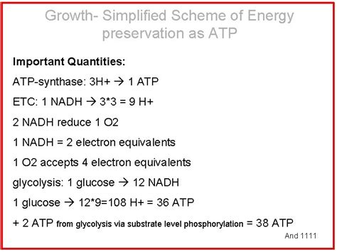Growth Overview Microbial Growth Overview Of Terms Exponential